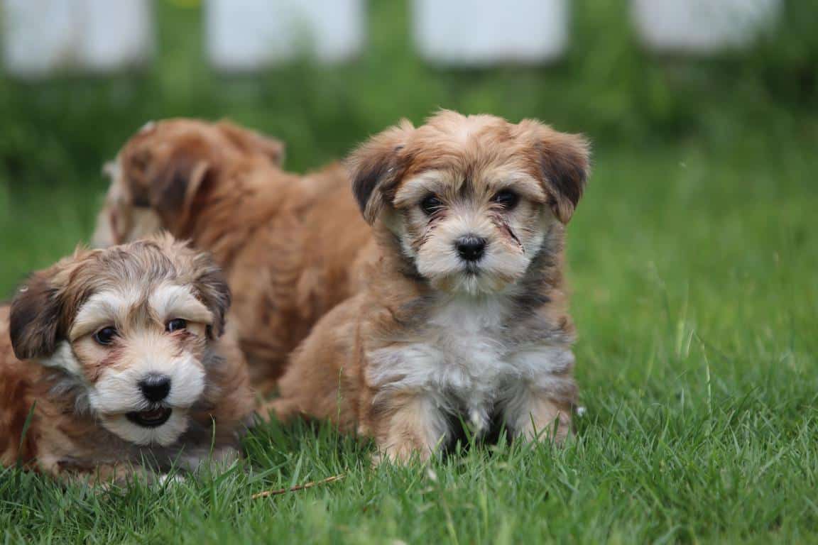 Boomer Pups: Ontdek Alles Over Dit Geweldige Ras