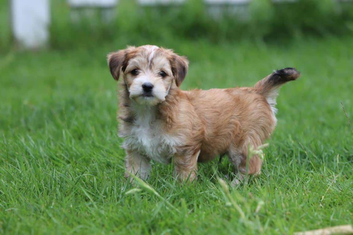 Boomer Pups: Ontdek Alles Over Dit Geweldige Ras