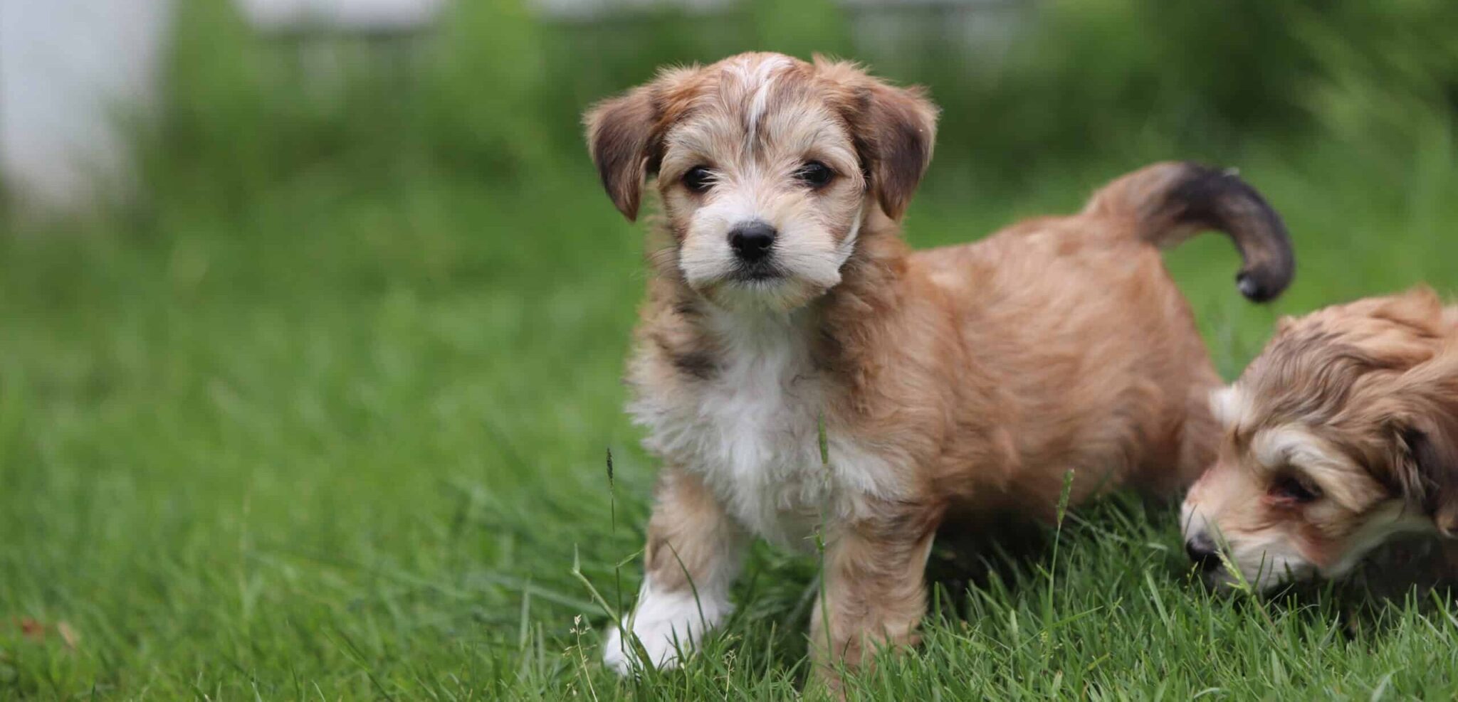 The Boomer dog: everything you need to know - Woefkesranch 2025