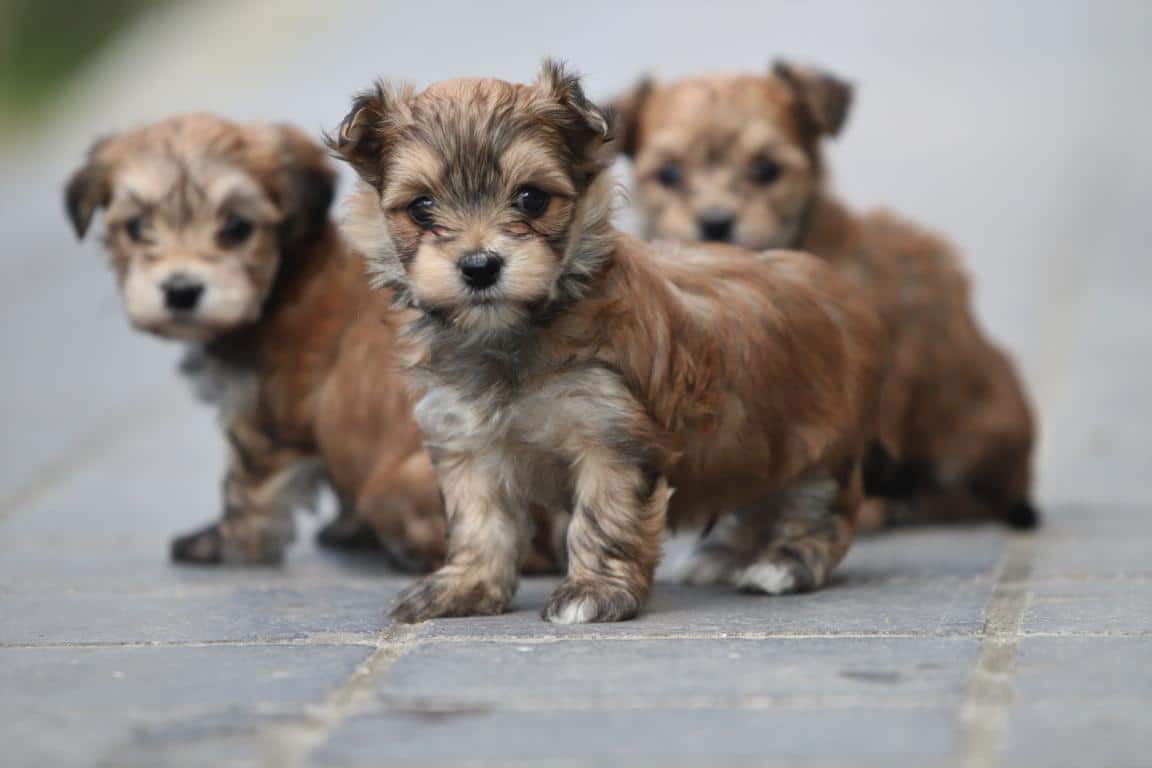 Boomer Pups: Ontdek Alles Over Dit Geweldige Ras