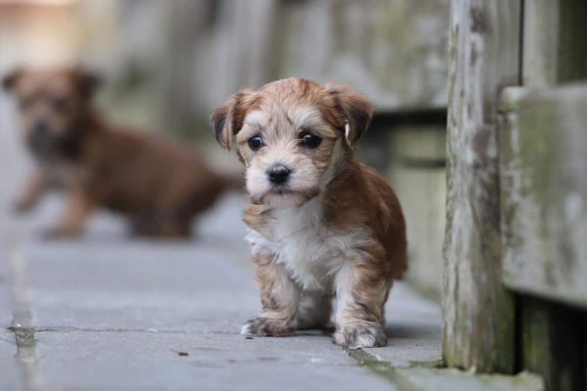 Boomer Pups: Ontdek Alles Over Dit Geweldige Ras