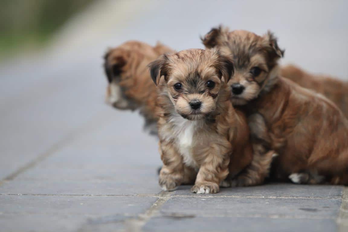 Boomer Pups: Ontdek Alles Over Dit Geweldige Ras