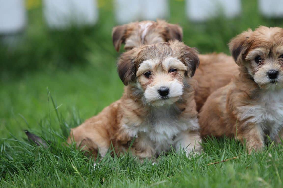 The Boomer dog: everything you need to know - Woefkesranch 2025