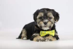 The Boomer dog: everything you need to know - Woefkesranch 2025