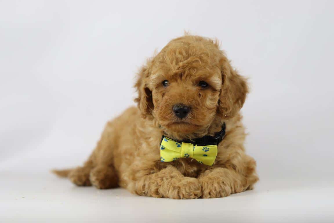 Poedel Pups Te Koop - Erkend Belgische Fokker - Woefkesranch