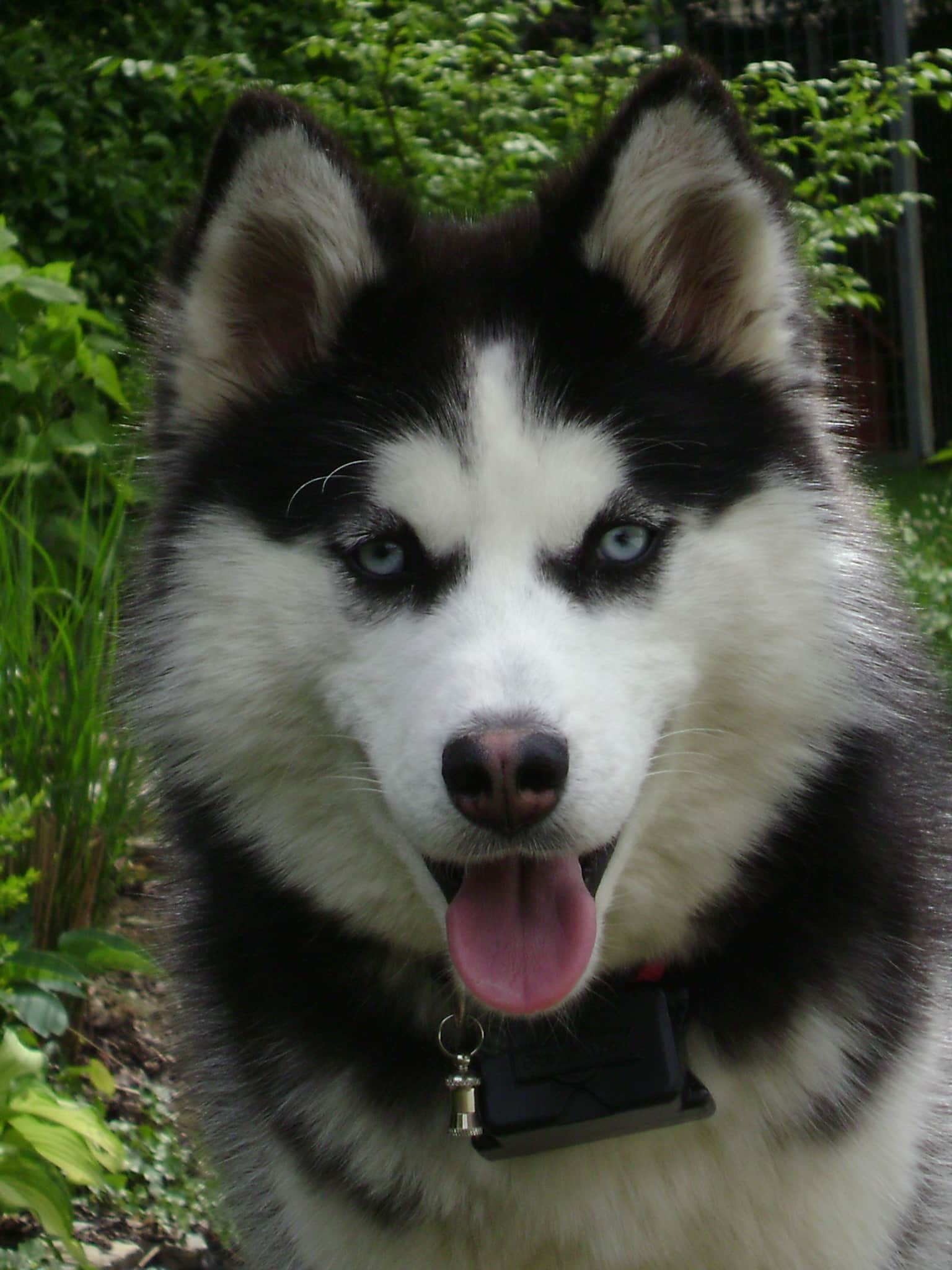 Husky Volgroeid Siberische Husky Pups Te Koop Husky Fokker Kopen