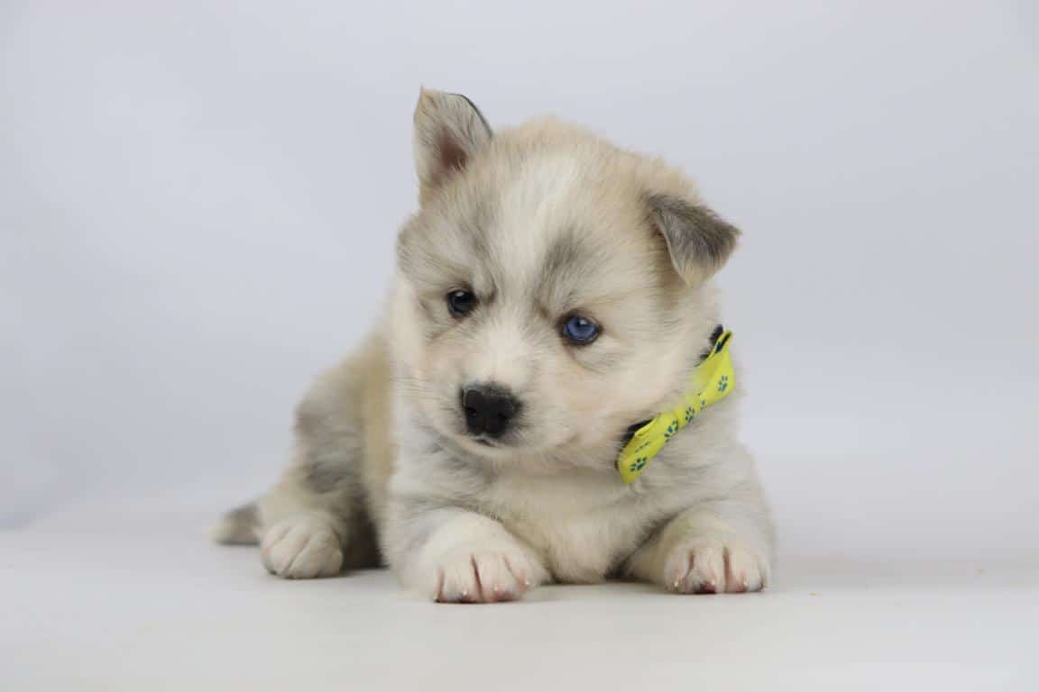 Pomsky Volwassen: Hoe Groot Wordt Een Pomsky? - Woefkesranch 2026