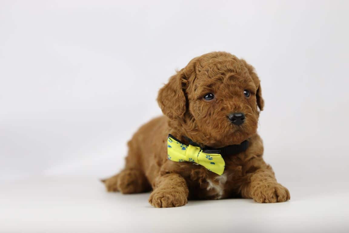 Poedel Pups Te Koop - Erkende Belgische Fokker