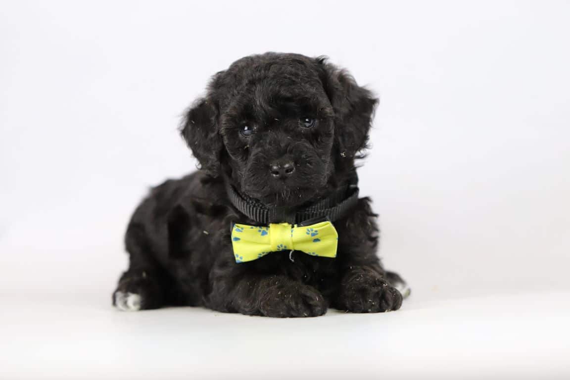 Poedel Pups Te Koop - Erkend Belgische Fokker - Woefkesranch