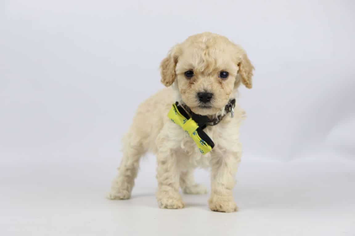 Poedel Pups Te Koop - Erkend Belgische Fokker - Woefkesranch