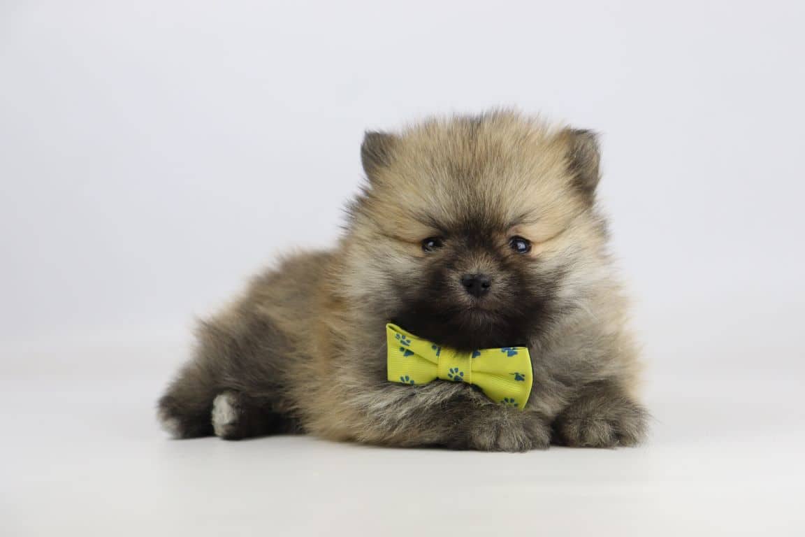 Vind pomeriaan pups te koop | Pomeriaan kopen en puppy's beschikbaar