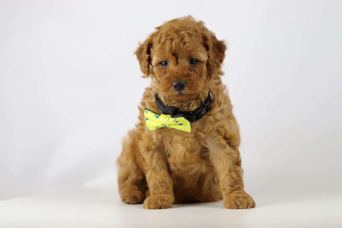 Poedel Pups Te Koop - Erkend Belgische Fokker - Woefkesranch