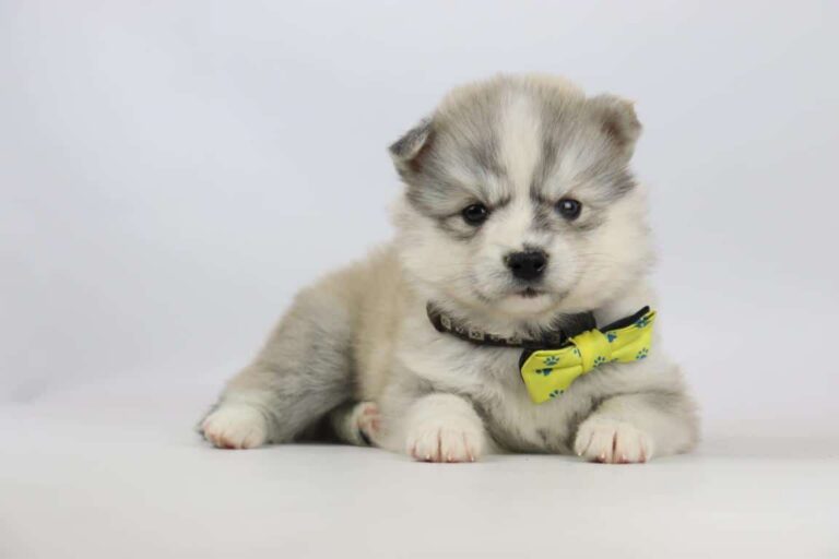 Pomsky Volwassen: Hoe Groot Wordt Een Pomsky? - Woefkesranch 2026