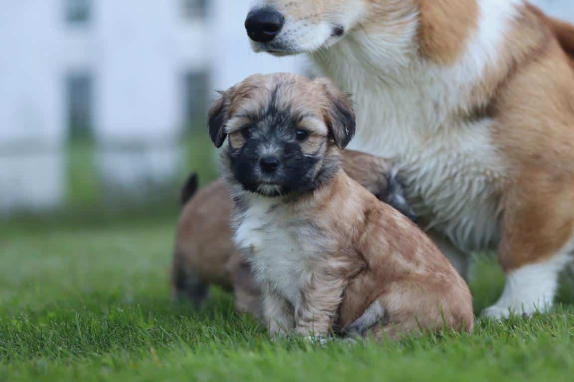 Boomer Pups Te Koop - Belgisch Erkend Fokker - Woefkesranch