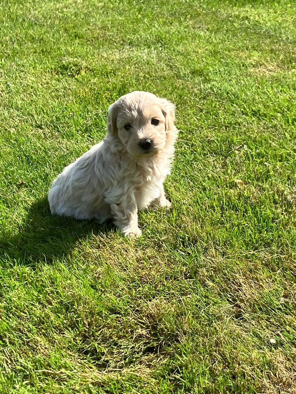 Maltipoo pups kopen 2024? Koop bij een Belgisch fokker!
