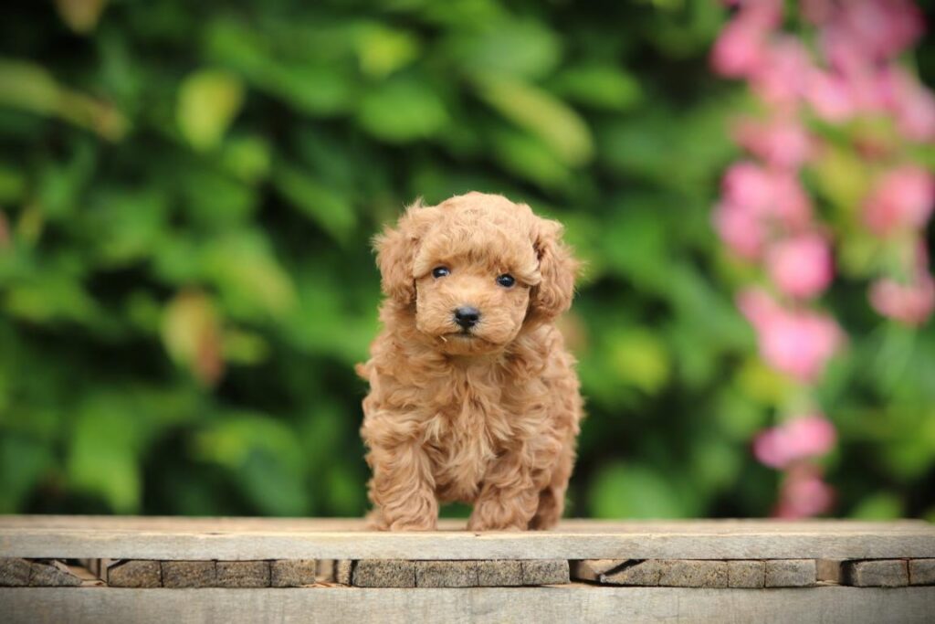 Poedel Pups Te Koop - Erkende Belgische Fokker